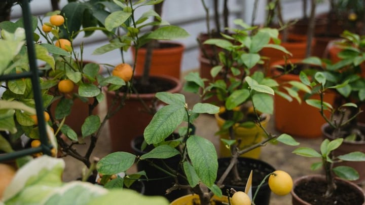 The Health and Environmental Benefits of Planting Fruit Trees